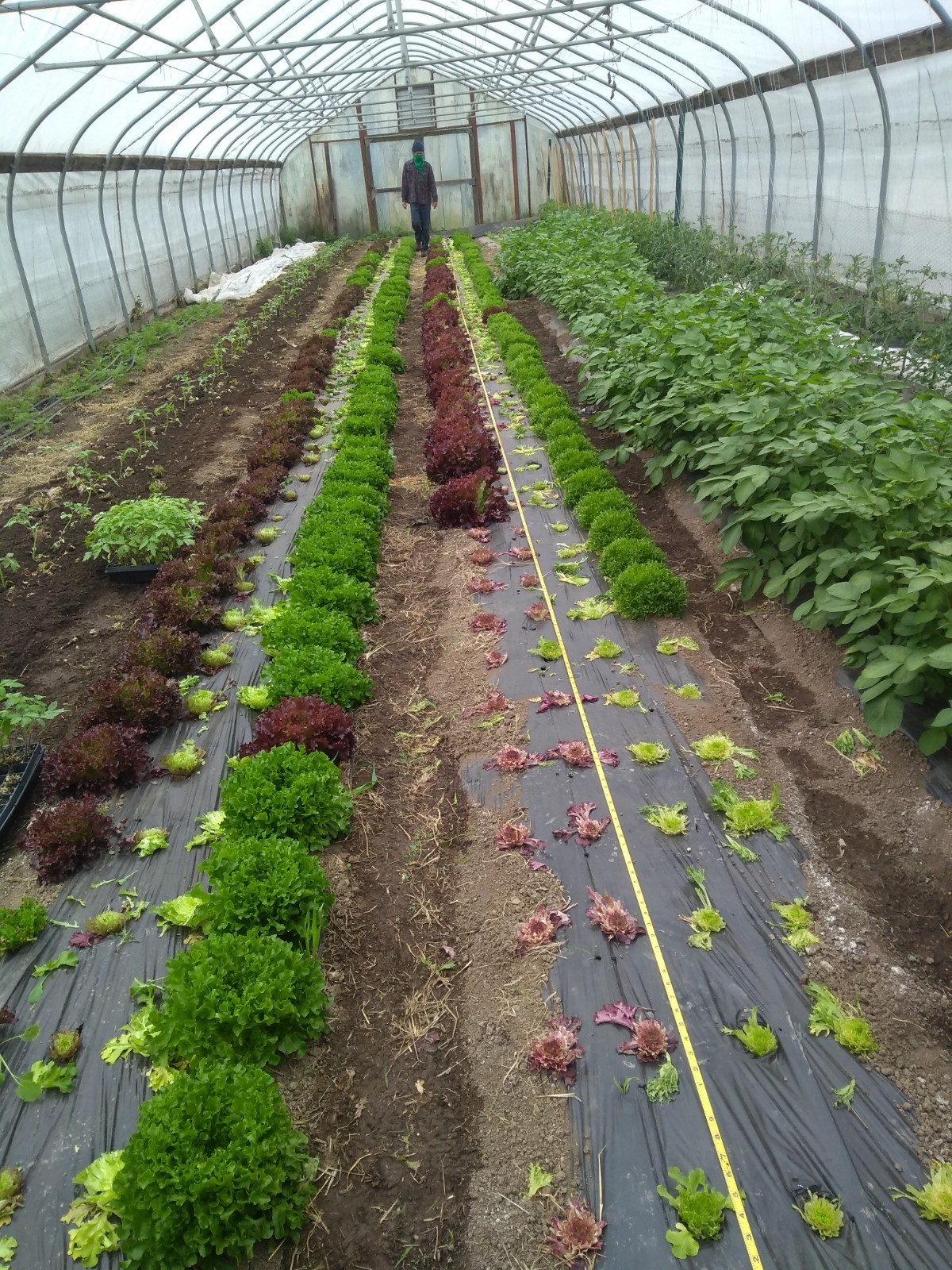 Grow Pittsburgh – Homewood Farmers Market - The Benter Foundation